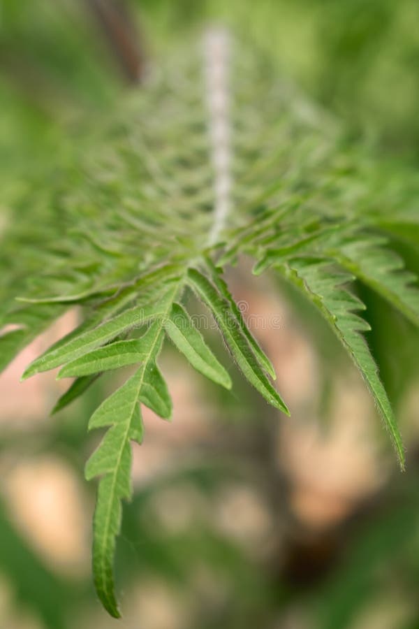 Leaves of the opal tree stock image. Image of natural - 241314017