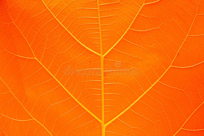 Leaves orange leaf stock photo. Image of foliage, bright - 60319580