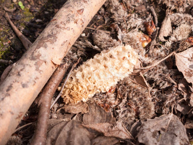 Leaves and Other Debri on the Floor Stock Image - Image of background ...