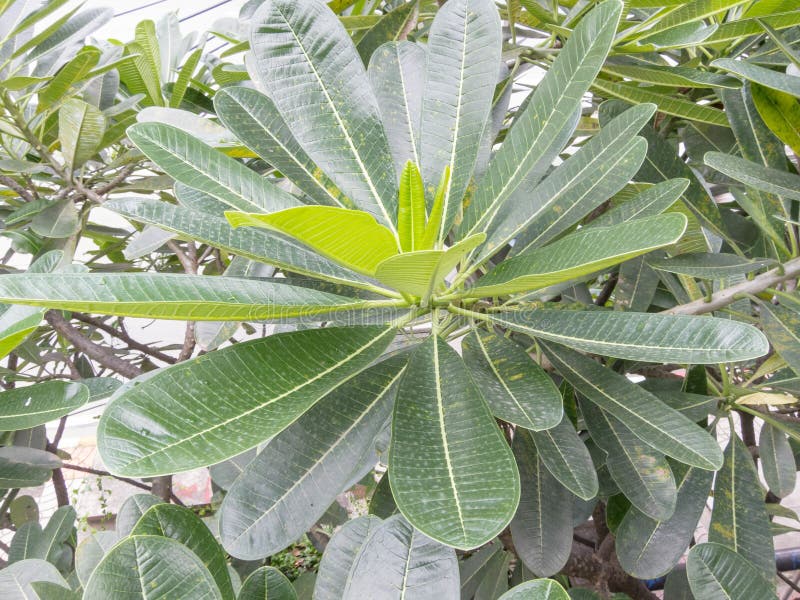 Leaves are Oval Shape on the Tree Stock Image - Image of natural ...