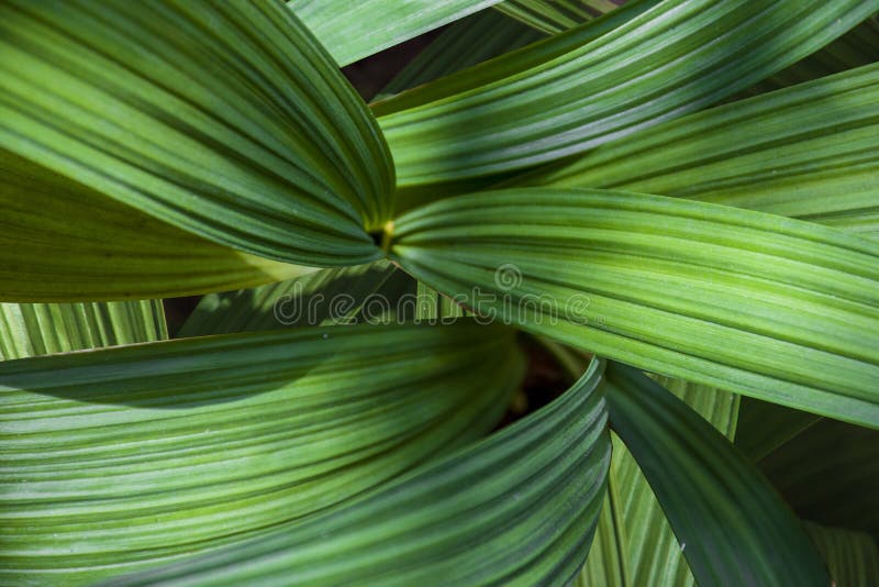 Leaves Overlapping Under the Blue Sky Background Stock Image - Image of ...