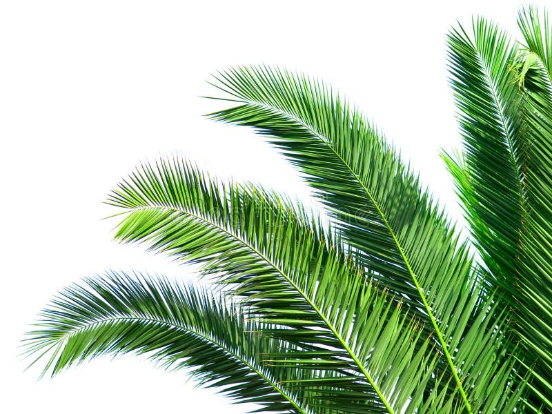 Leaves of palm tree stock photo. Image of growth, vegetation - 12702958