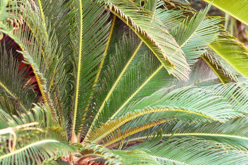Leaves of a Palm Tree Close-up Stock Image - Image of close, park ...