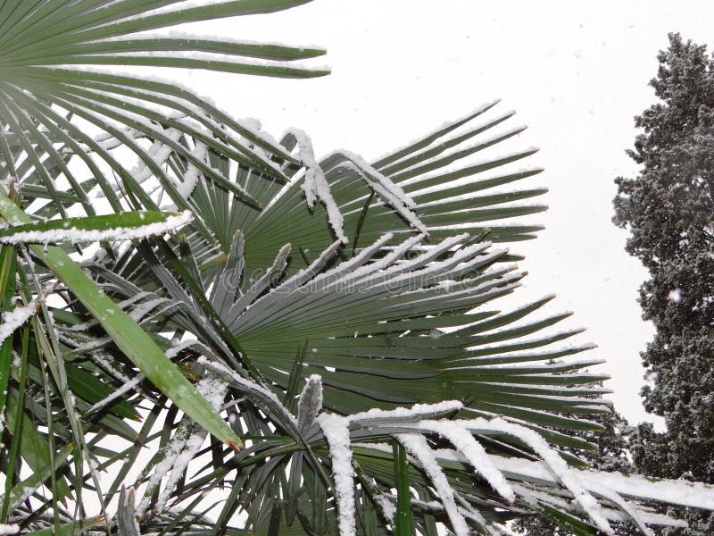 The Leaves of the Palm Trees in the Snow Stock Photo - Image of leaves ...