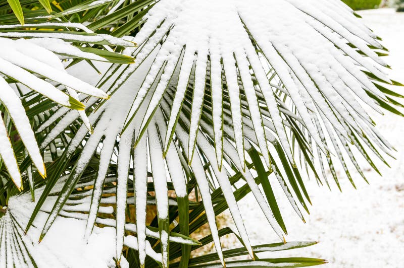 Leaves of Palm Trees in the Snow. Stock Image - Image of outdoors ...