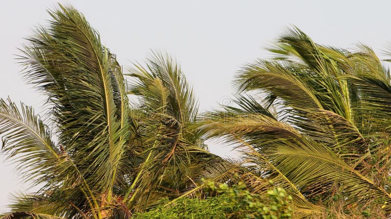 A Leaves of Palm Trees is Waving in the Wind Stock Footage - Video of ...