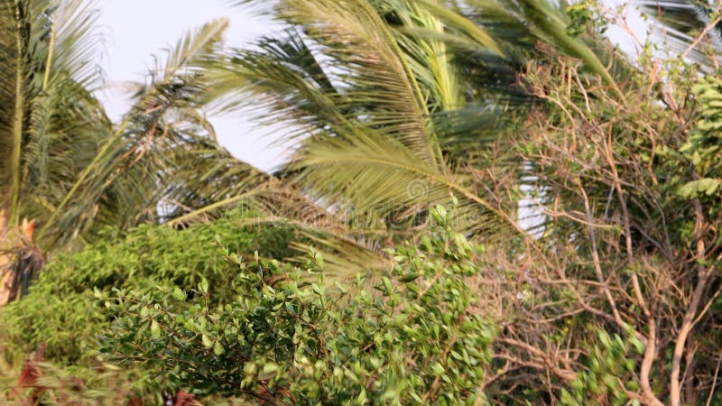 A Leaves of Palm Trees is Waving in the Wind Stock Footage - Video of ...