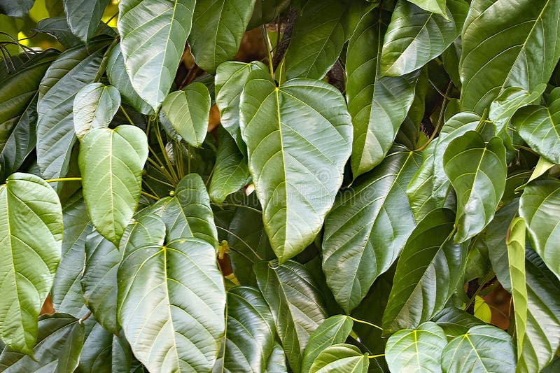 Pangium Tree Stock Photos - Free & Royalty-Free Stock Photos from ...