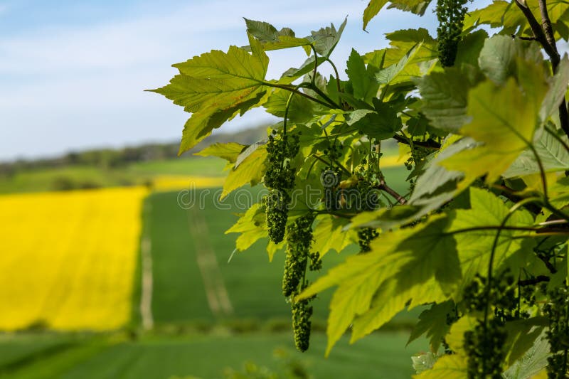 The Leaves and Panicles of a Sycamore Tree in Springtime, with a ...