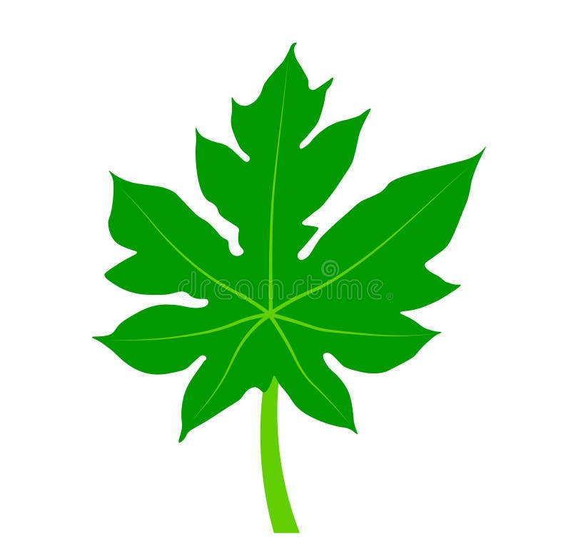 The Leaves of the Papaya Tree Vector Illustration Stock Vector ...
