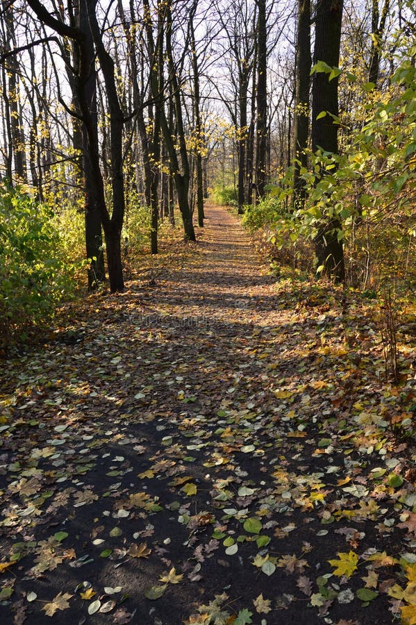 Leaves on the Path in a Park Stock Image - Image of trees, alley: 105349117