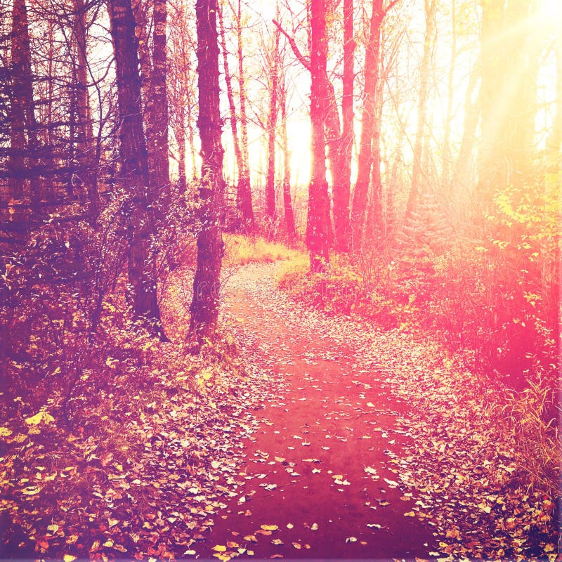 Leaves on Path through Trees with Setting Sun Stock Photo - Image of ...