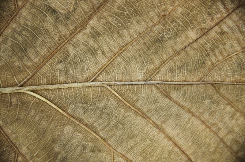 Leaves stock image. Image of organic, background, colorful - 31857269