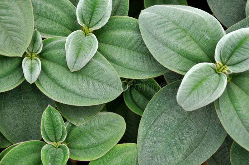 Leaves Pattern of Mint Grass As Background Stock Image - Image of ...