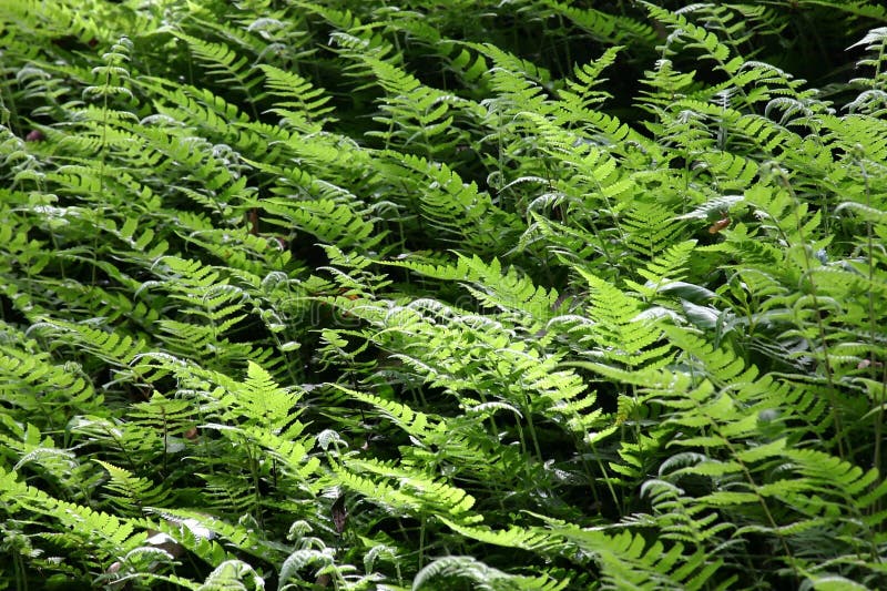 Leaves Patterns stock photo. Image of country, foliage - 234272