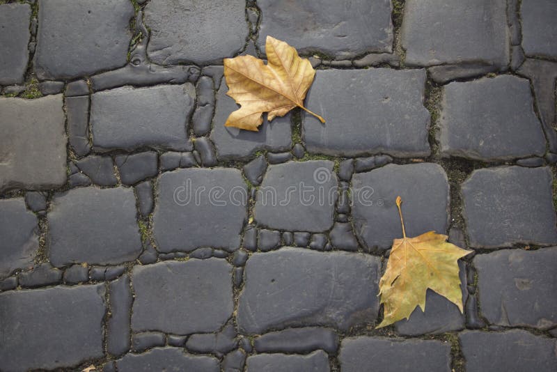 The leaves on the pavement stock photo. Image of stone - 49150042