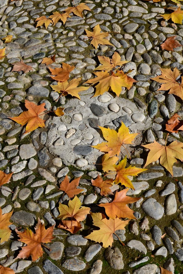 Leaves on pebble stock image. Image of yellow, leaves - 71390931