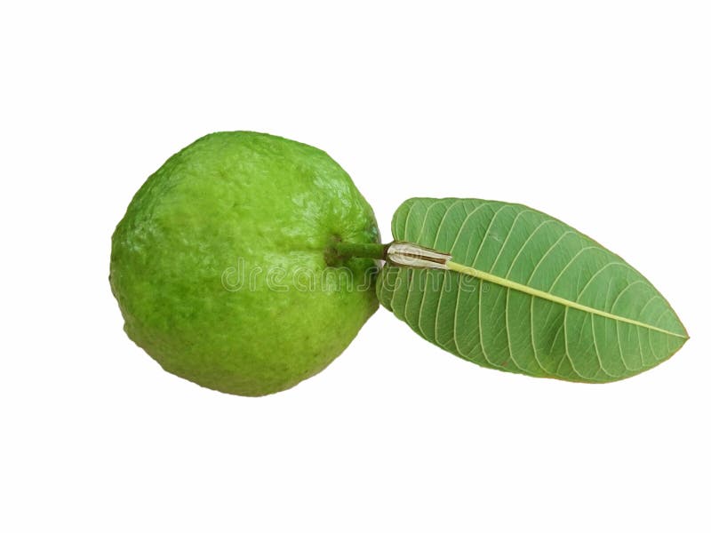 With the Leaves of the Peruvian Tree. Accompanied by Fresh Guava. Stock ...