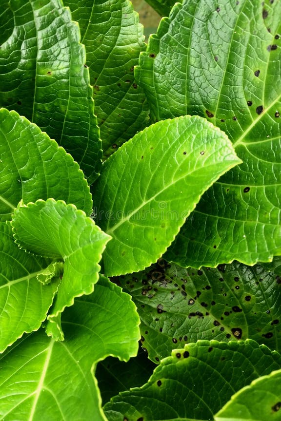 Leaves stock photo. Image of angle, leaves, plant, green - 239985944
