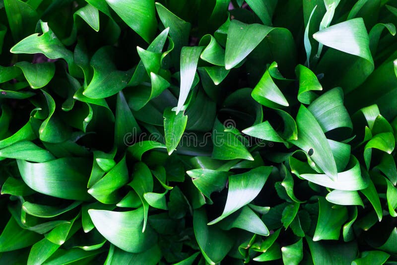 Leaves are Photographed from Above, Looks Like a Solid Green Background ...