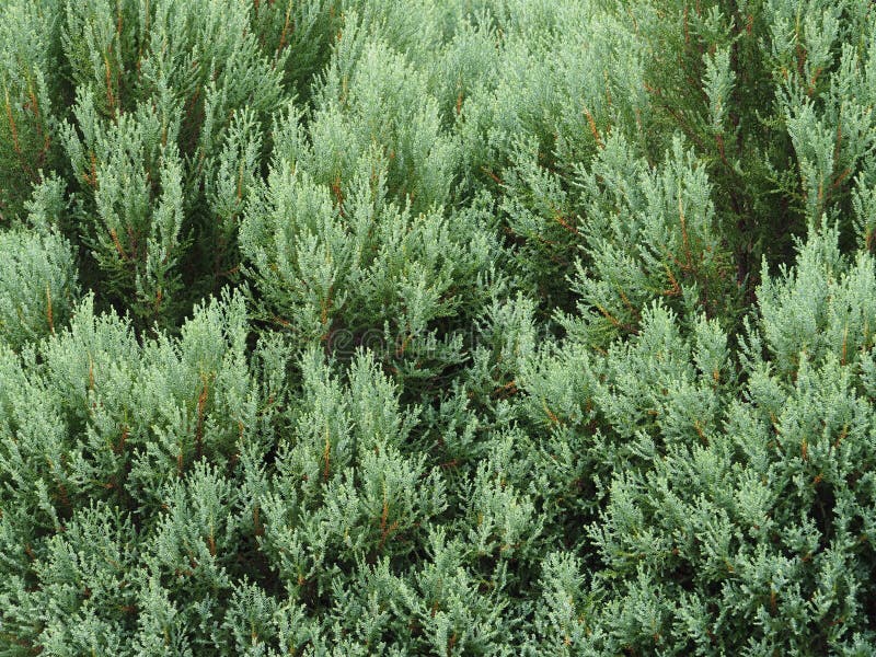 Leaves of Pine stock image. Image of nature, pine, leaves - 98972363