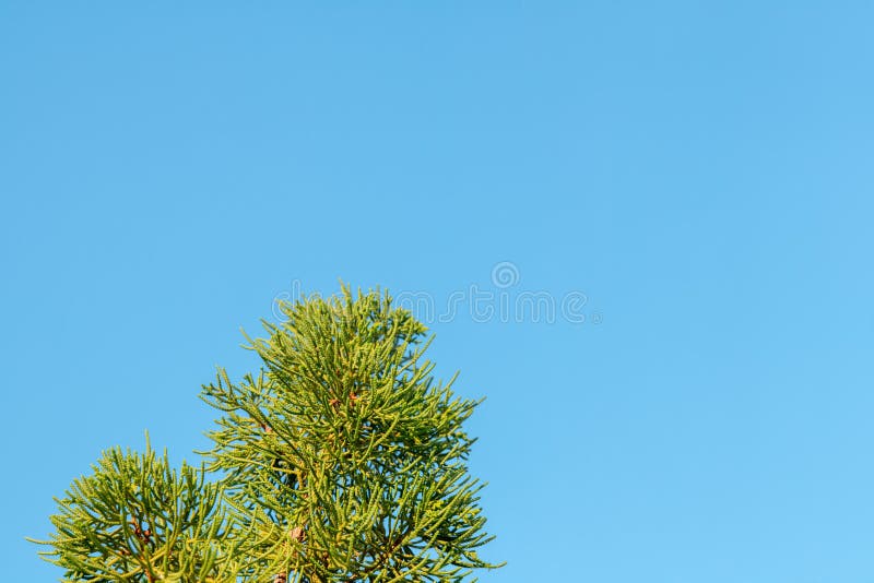 Leaves of pine tree stock image. Image of tree, background - 61499339