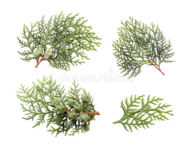 Leaves of pine tree stock photo. Image of arborvitae - 32699360