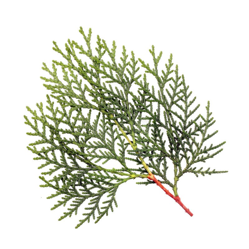 Leaves of pine tree stock photo. Image of arborvitae - 32699360