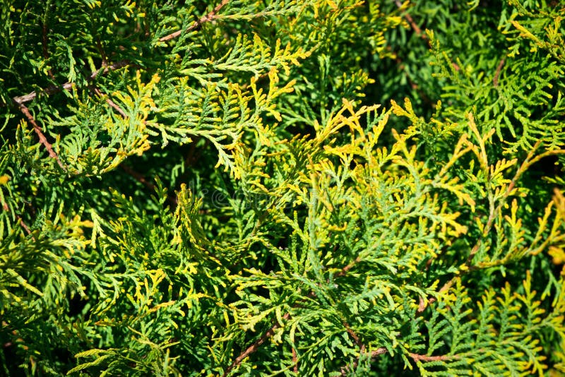 Leaves of Pine Tree Thuja, Yellow and Green Background Stock Photo ...