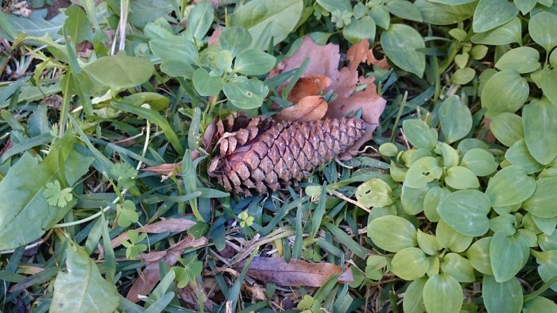Leaves and pinecones stock image. Image of yard, pinecones - 154553883
