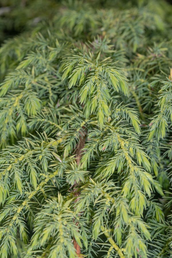 Leaves of Pingii Juniper stock photo. Image of spice - 202198728