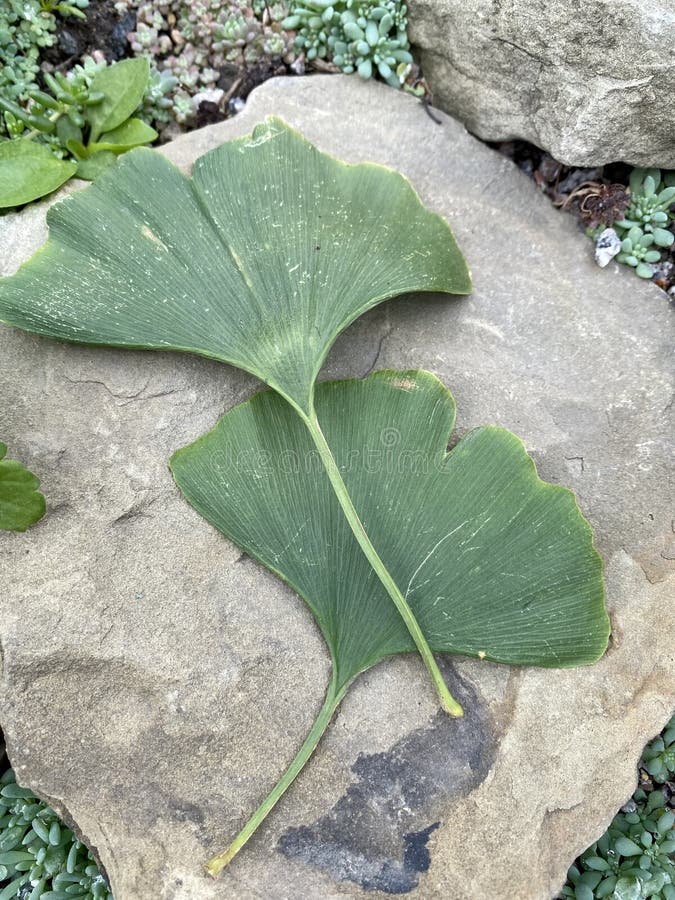 Dropped Two Leaves on the Rock. Stock Photo - Image of leaves ...