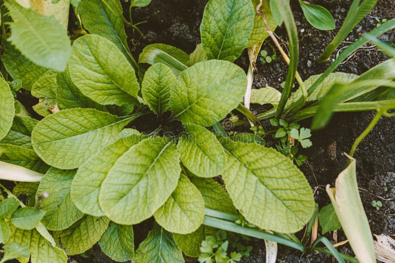 Leaves of the Plant Grow from the Ground Stock Image - Image of garden ...
