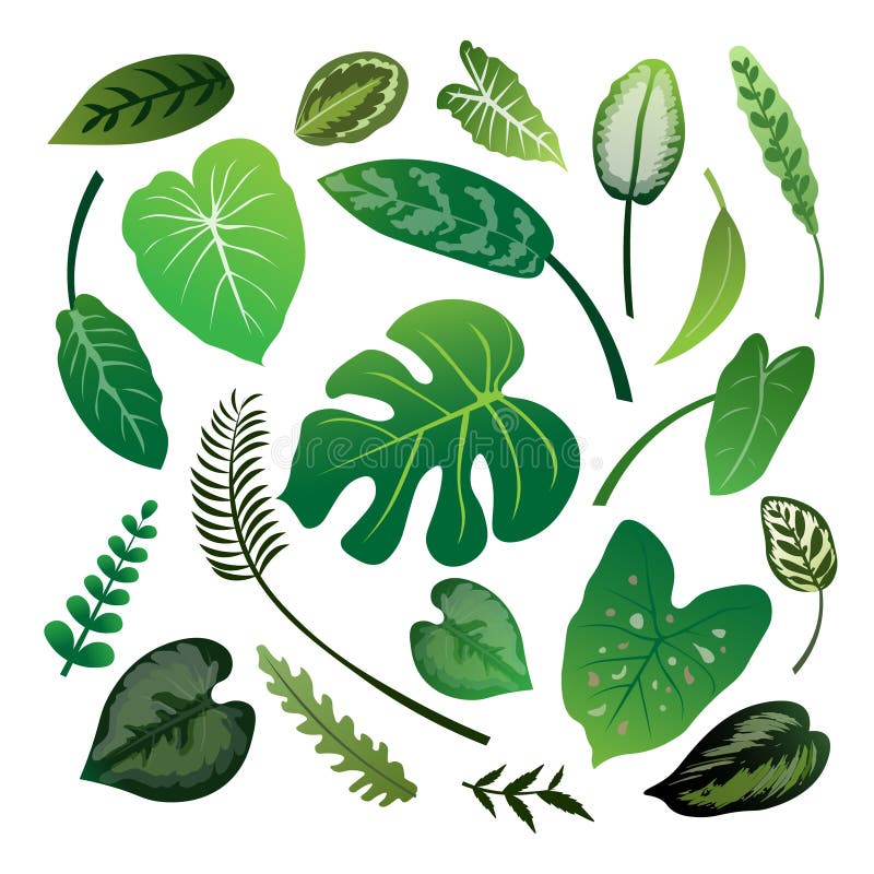 Leaves Plant Vector Bundle Set Stock Vector - Illustration of ...