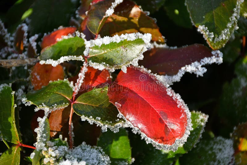 Leaves of the Plant in Winter Time Stock Photo - Image of beautiful ...