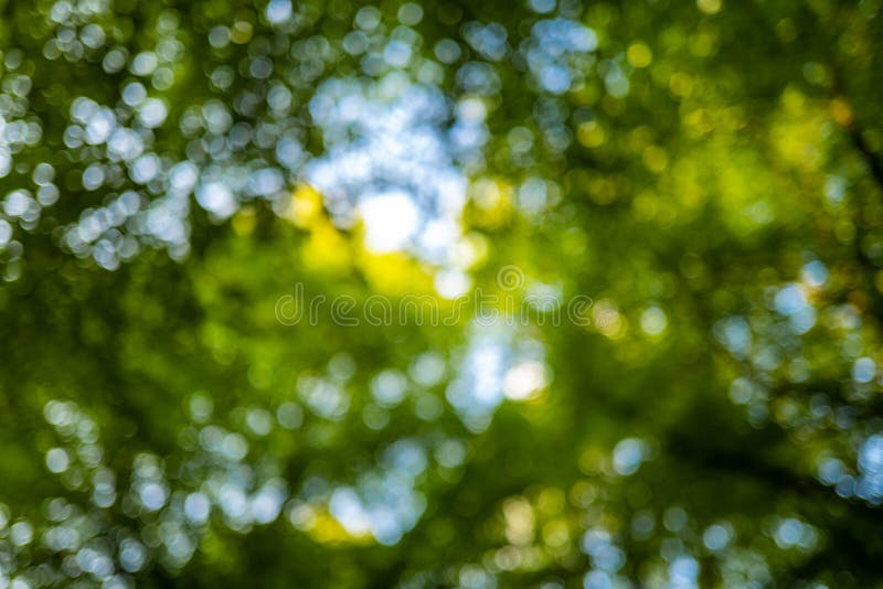 Leaves Plants Blurred Backdrop. Green Leaf Background. Green Leaf ...