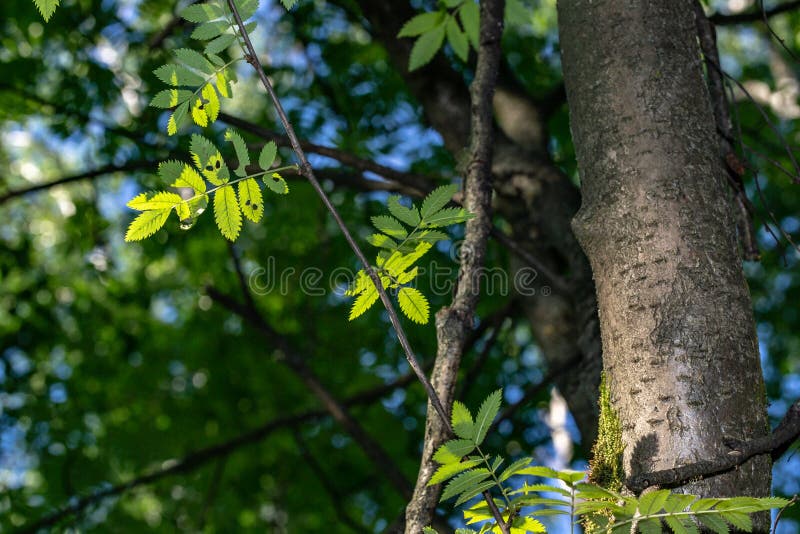 Leaves of Plants in a Close-up Forest Stock Photo - Image of ...