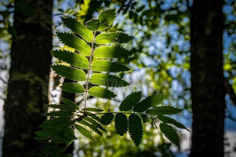 Leaves of Plants in a Close-up Forest Stock Photo - Image of garden ...