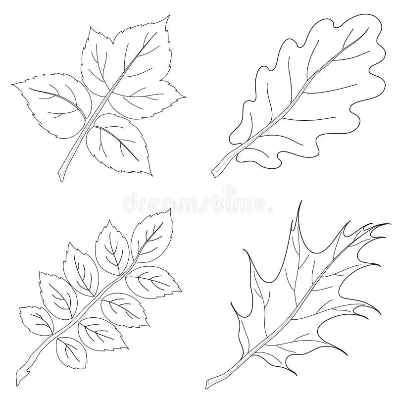 Leaves Of Plants, Contour, Set Stock Vector - Illustration of image ...