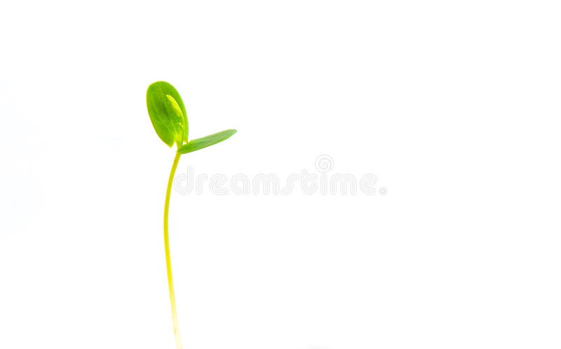 Leaves of Plants Germinate on White Background,abstract Leaf Stock ...