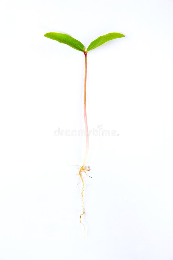Leaves of Plants Germinate on White Background,abstract Leaf Stock ...