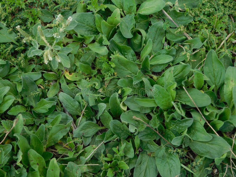 Leaves and Plants in Outdoor Stock Image - Image of root, nature: 62359479