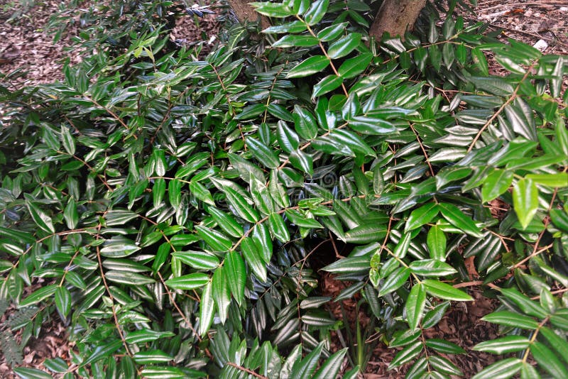 The Leaves of Plinia Glomerata Growing in the Backyard Stock Image ...
