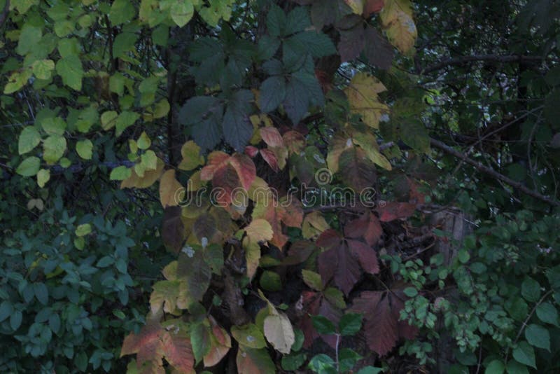 Leaves stock image. Image of growing, leaves, poisen - 45931435