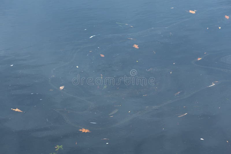 Leaves and Pollen Floating on Deep Water Stock Image - Image of deep ...