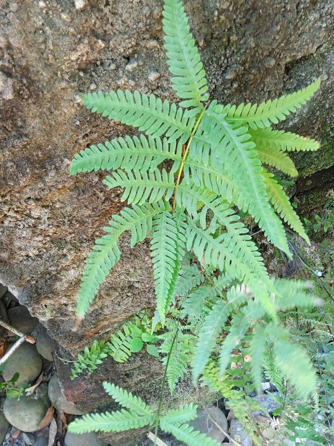 Leaves of Polypodiophyta Greenery on the Wall Stock Photo - Image of ...