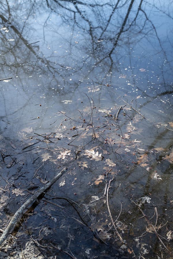 Leaves in a Pond with the Reflection of Trees Stock Image - Image of ...