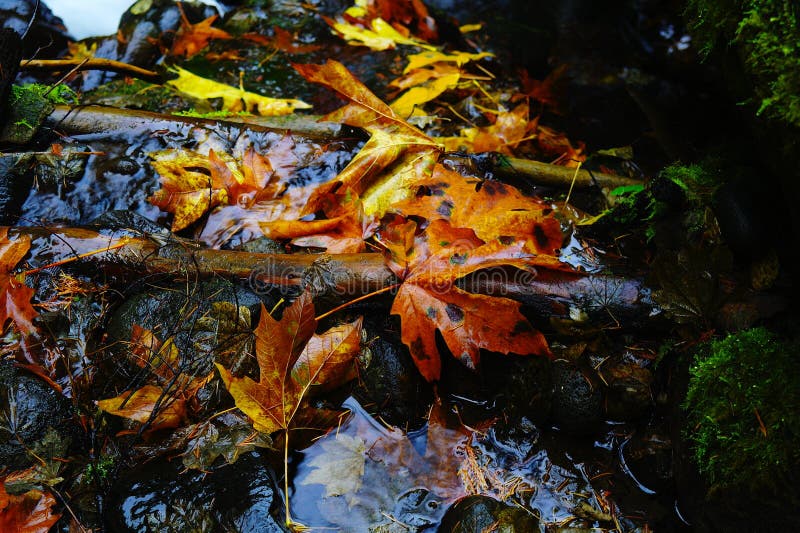 Leaves in a pool. stock image. Image of leaf, beauty - 51094097