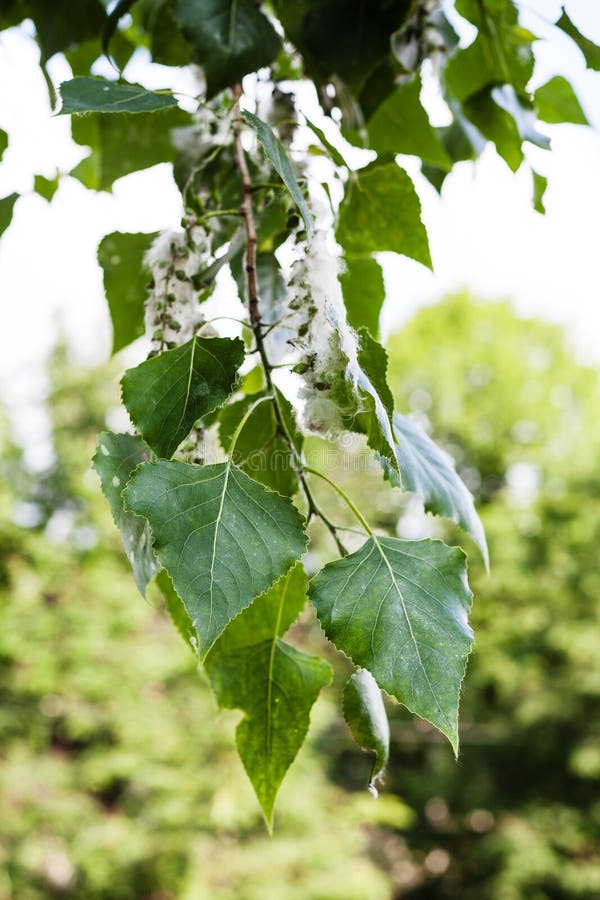 Leaves of Poplar Tree and Fluff on Catkins Stock Photo - Image of ...