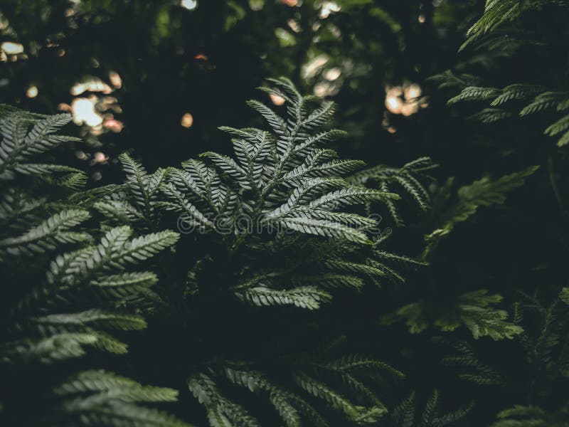 Leaves pose stock image. Image of green, pretty, nature - 215865613